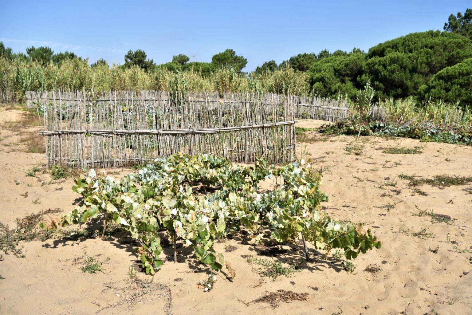 Vinhos de Colares: vinhas de areia originam vinhos únicos